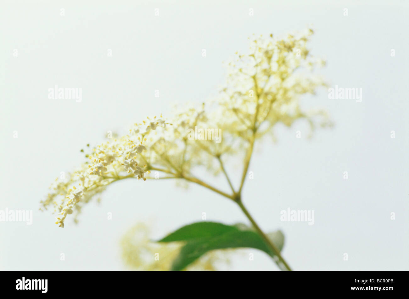 Plant in bloom elder hi-res stock photography and images - Alamy