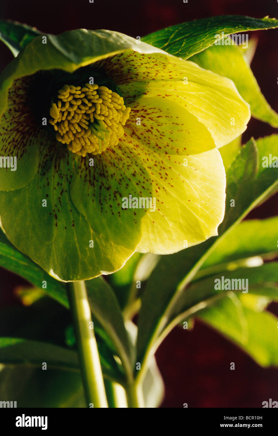 Queen emerald hi-res stock photography and images - Alamy