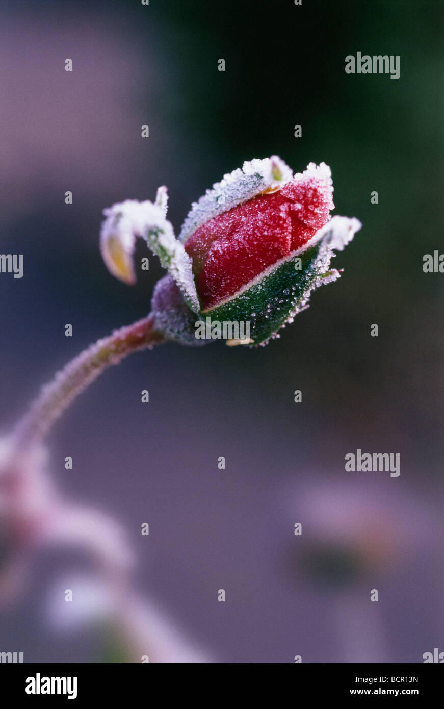 Persistent flower hi-res stock photography and images - Alamy