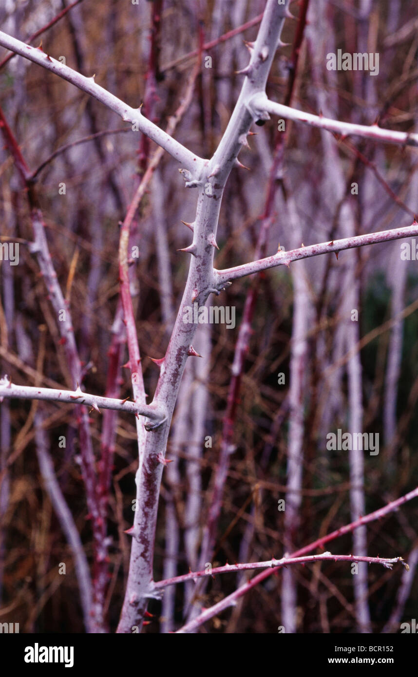 Rubus cockburnianus hi-res stock photography and images - Alamy