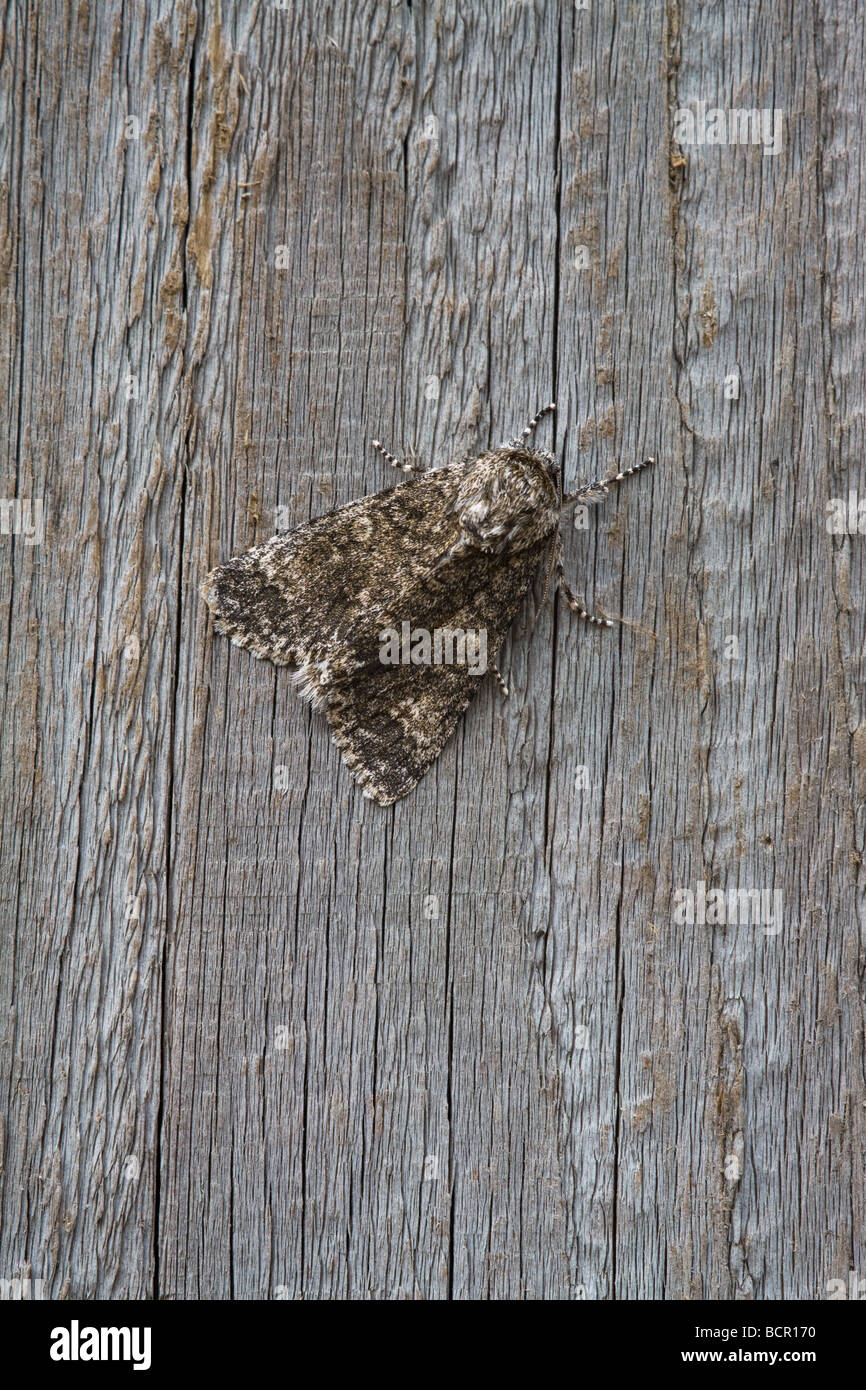 Moth on door hi-res stock photography and images - Alamy