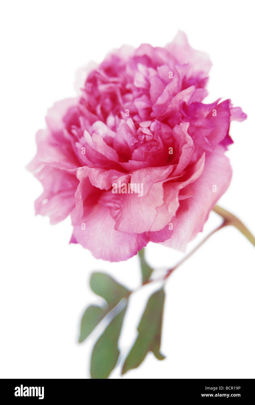 Pink peony flower beautiful Cut Out Stock Images & Pictures - Alamy