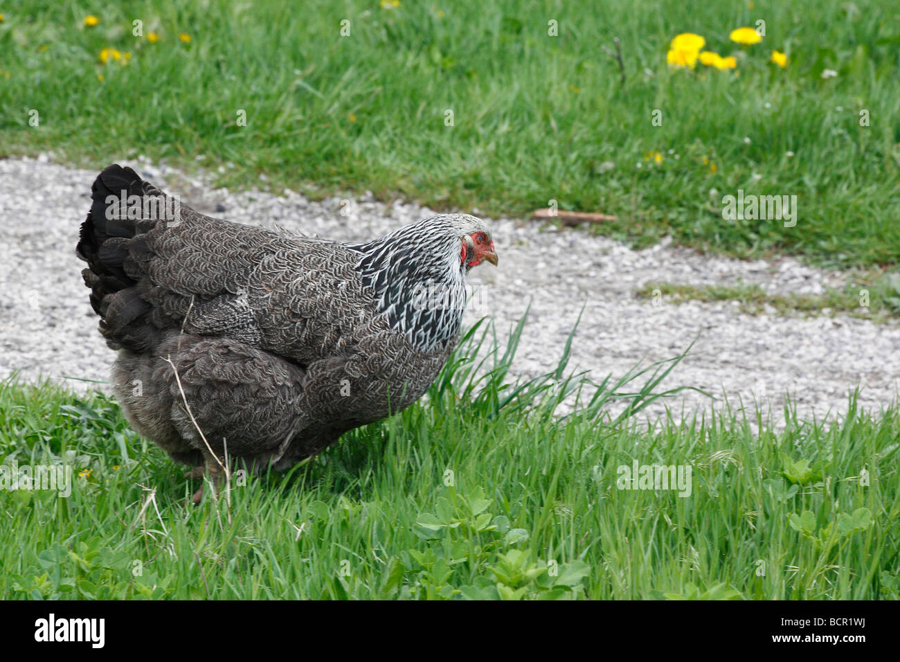 The rural farmland single Hen Brahma nobody chicken domestic animal ...
