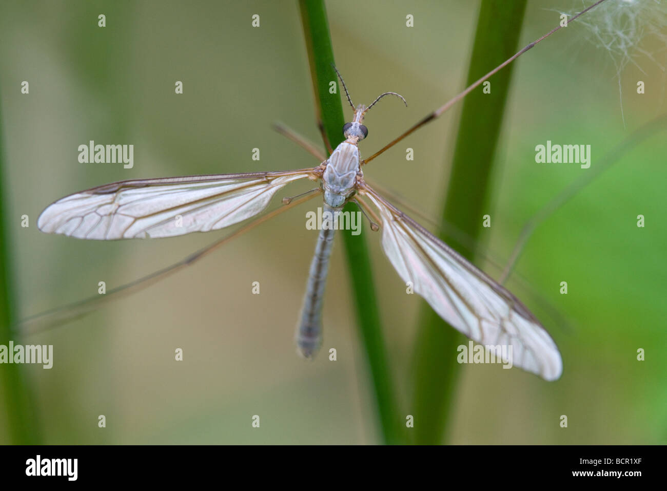 Crane-fly Tipula oleracea adult insect at rest on a plant stem Stock ...
