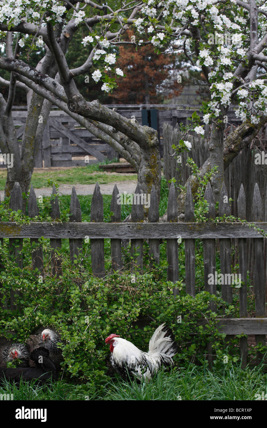 American chicken farm in Michigan MI Rooster and hens farming very high ...
