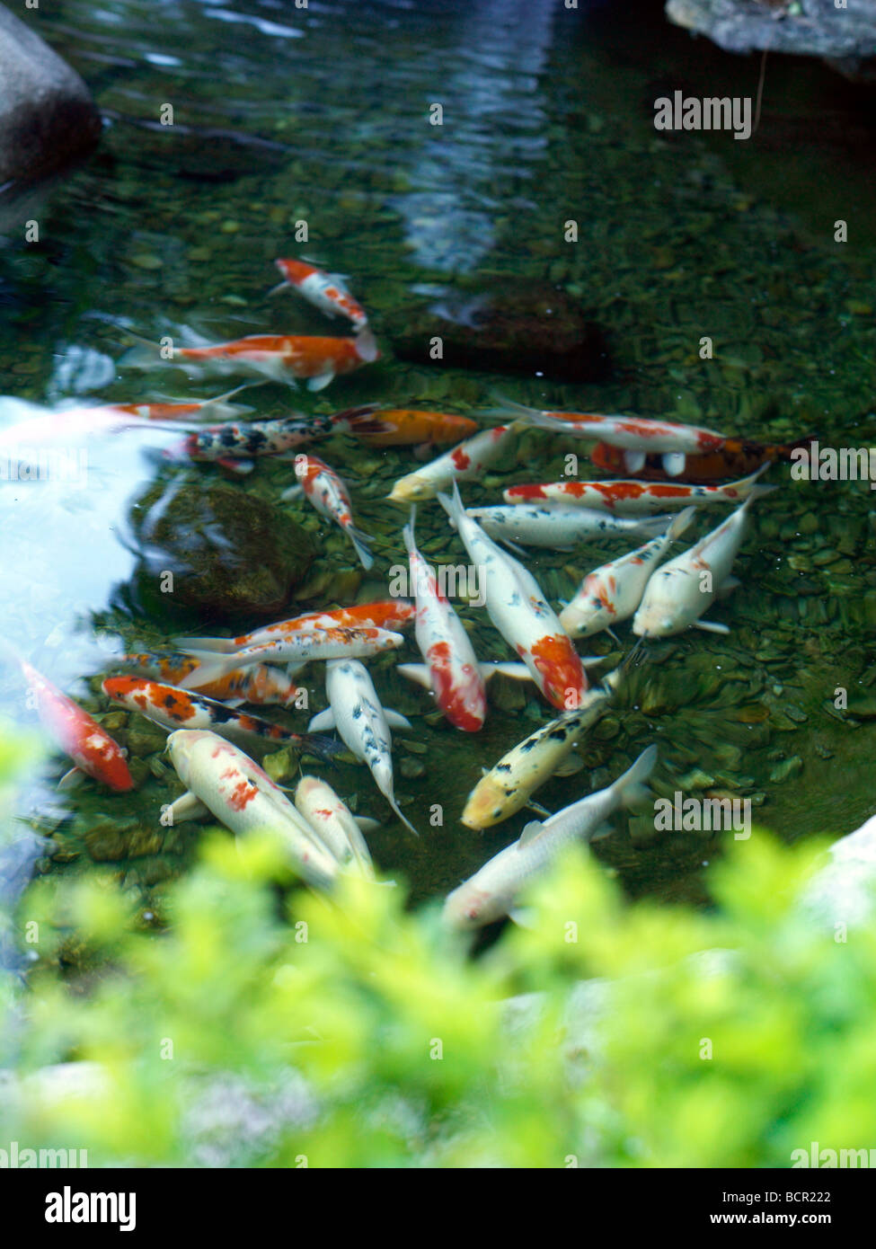 Koi swimming in pool elevated view Stock Photo - Alamy