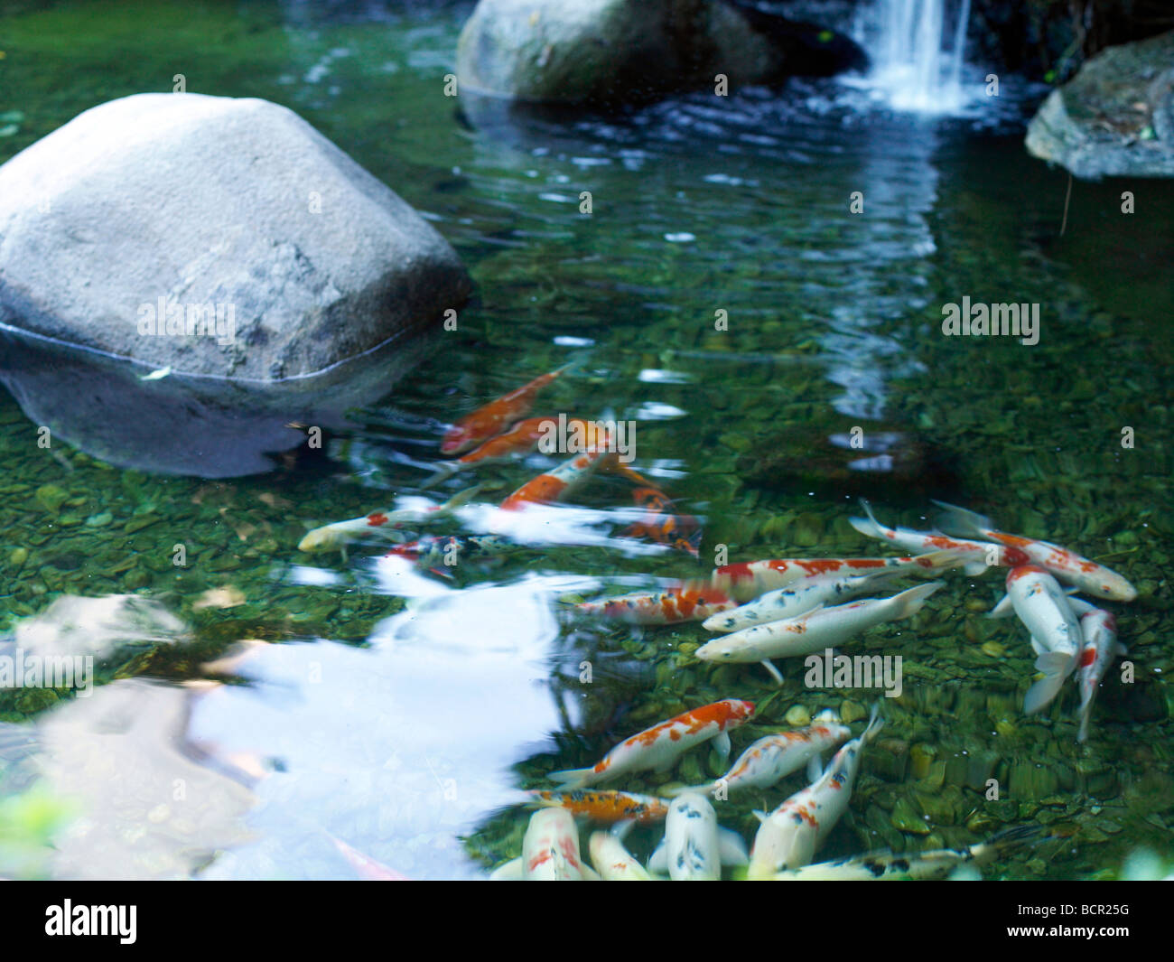 Koi fish group swimming on hi-res stock photography and images - Alamy
