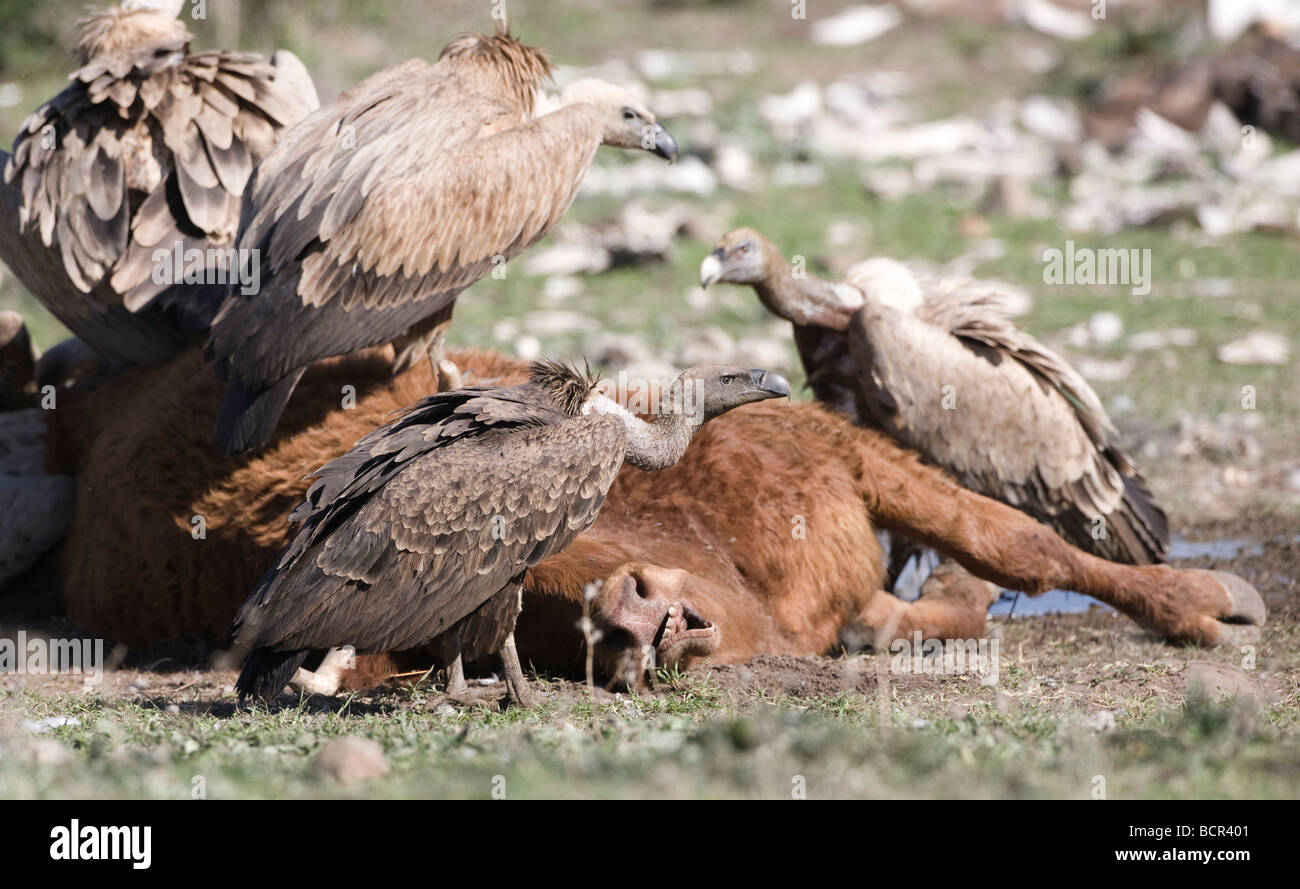 Ruppells Vulture Gyps rueppelli stood by carcass of cow tarifa spain ...