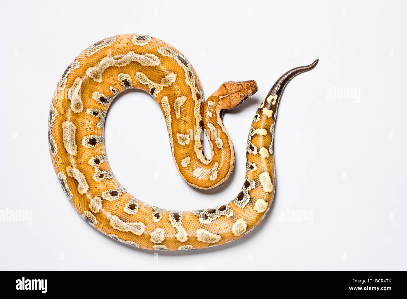 Python hi-res stock photography and images - Alamy