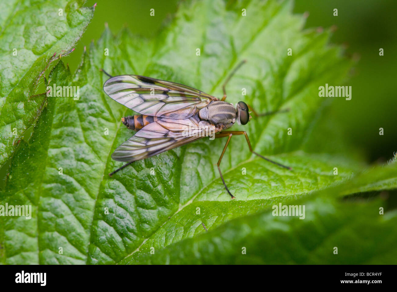 Snipe Fly Adult