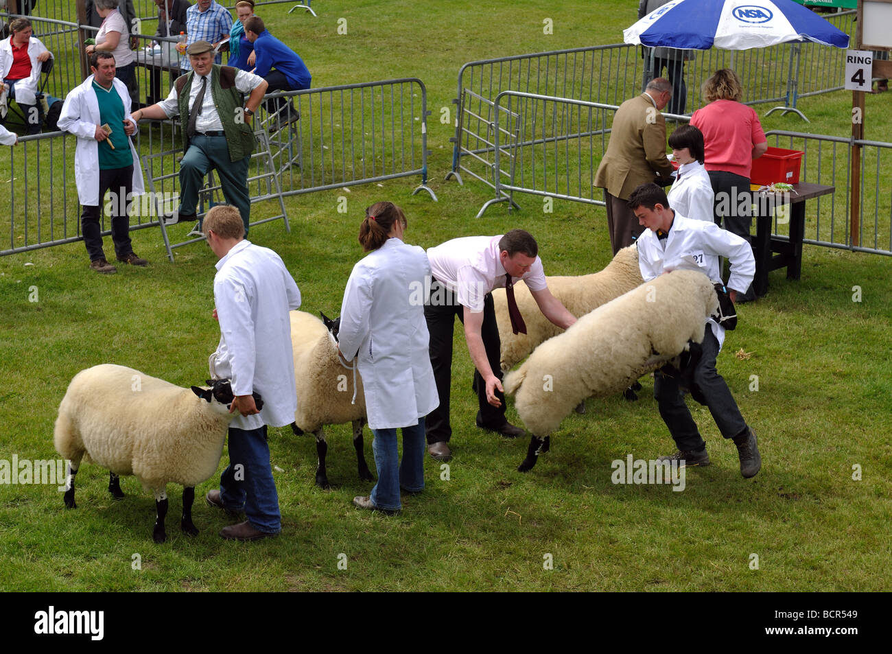 Royal welsh show sheep hi-res stock photography and images - Alamy