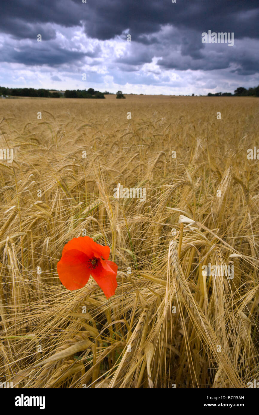 English poppy field hi-res stock photography and images - Alamy
