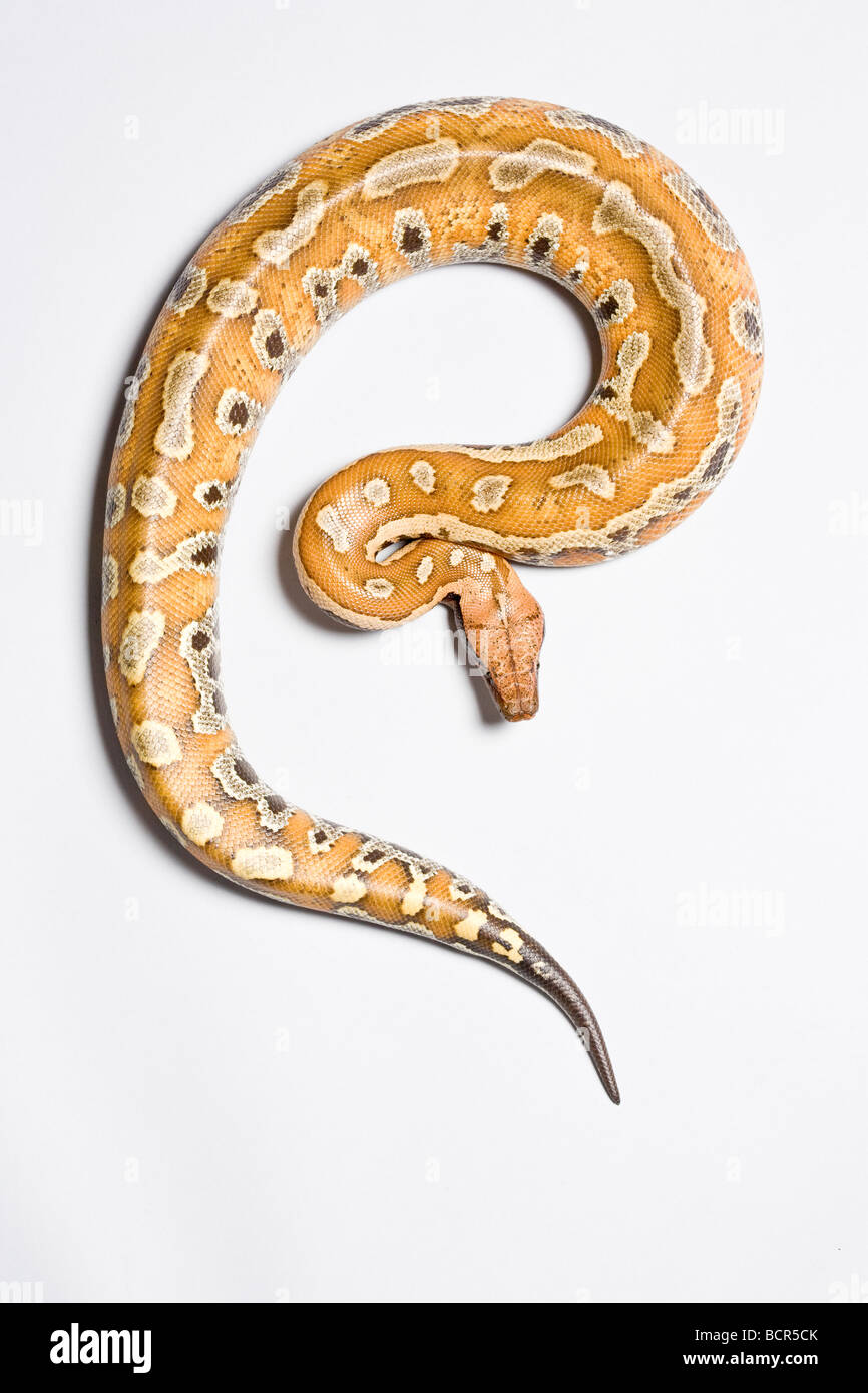 Blood python python curtus hi-res stock photography and images - Alamy