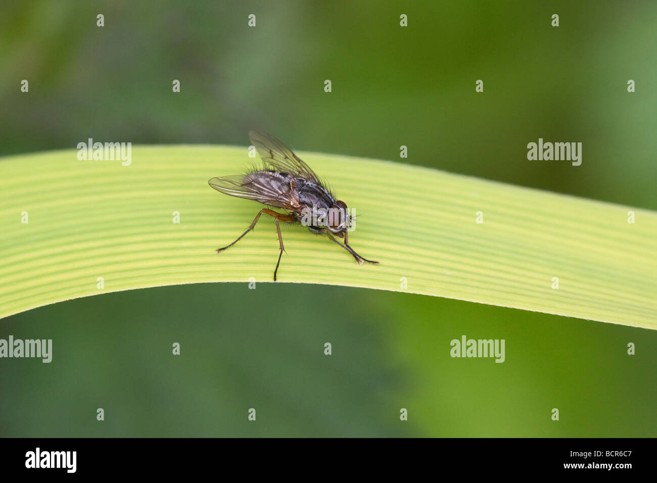 Corni hi-res stock photography and images - Alamy