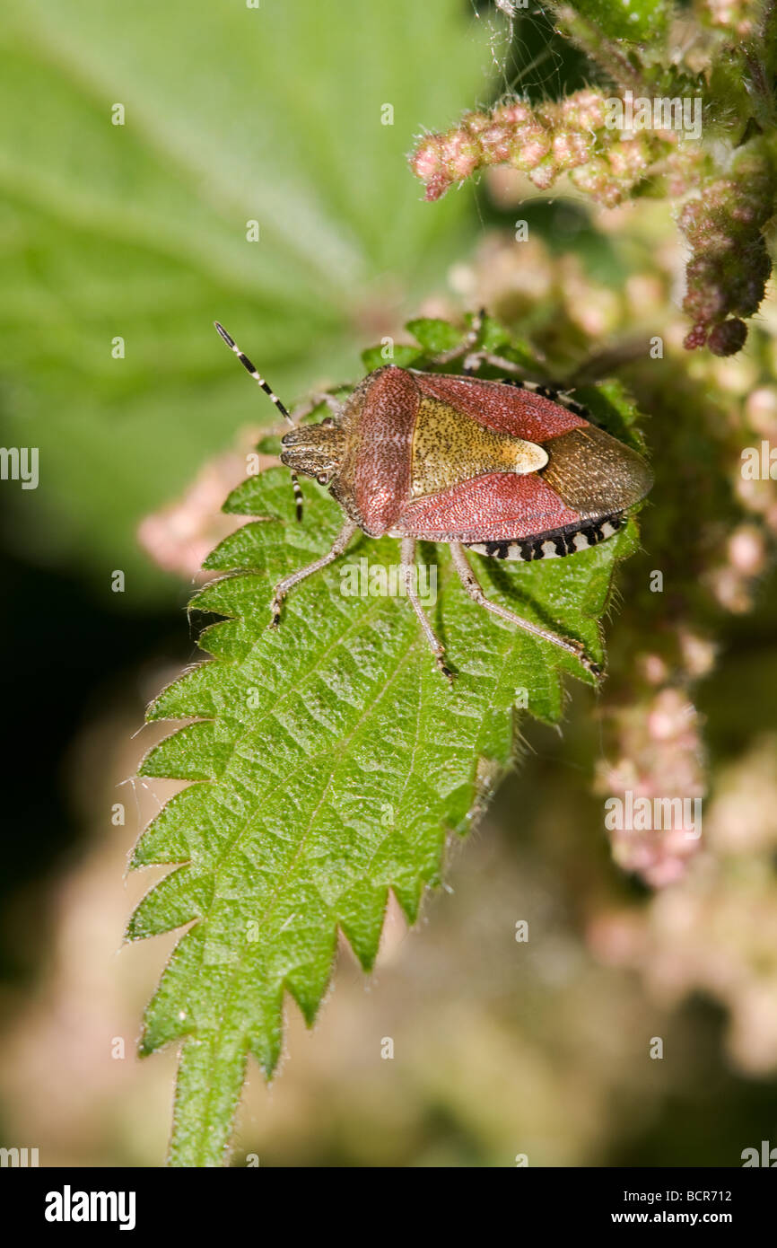 Nettle bug hi-res stock photography and images - Alamy