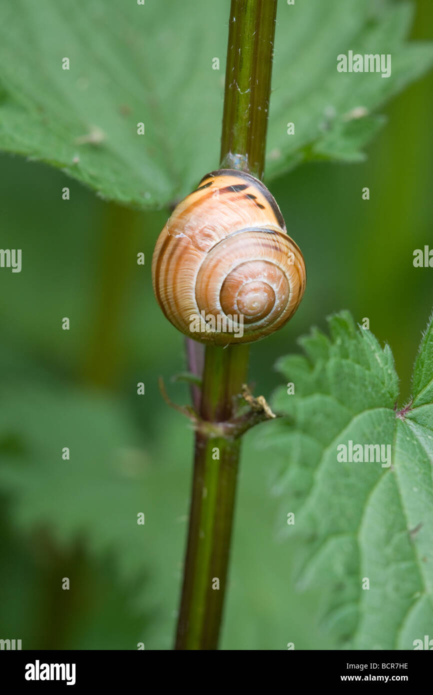 Brown-lipped Snail Cepaea nemoralis at rest on a plant stem Stock Photo ...