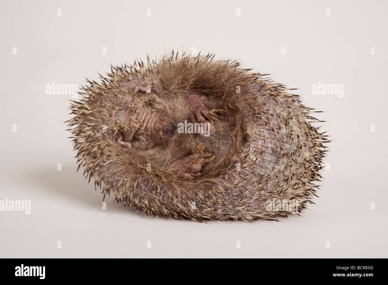 Spineless Hedgehog