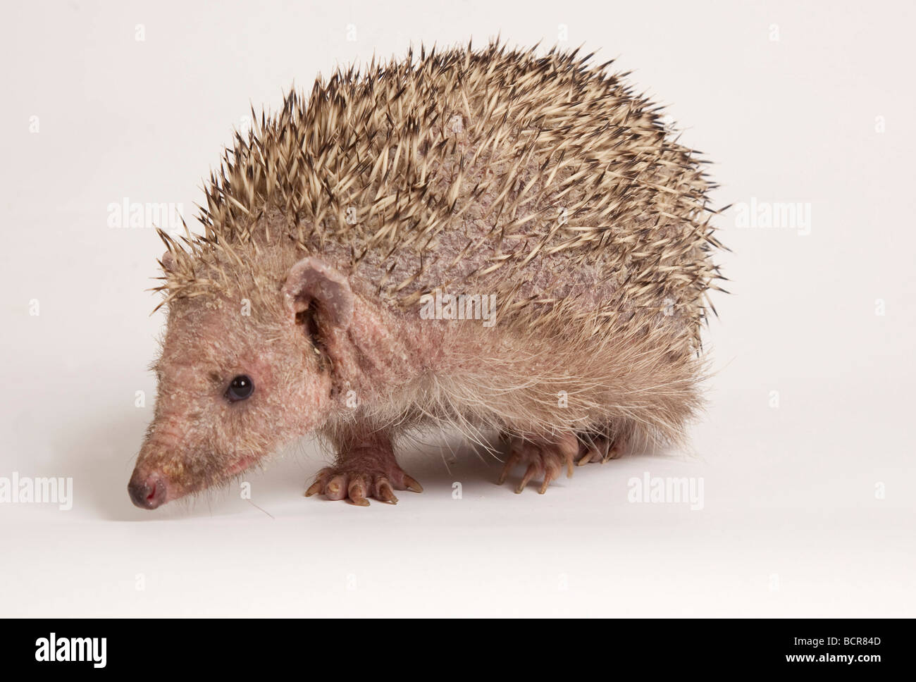 Spineless Hedgehog