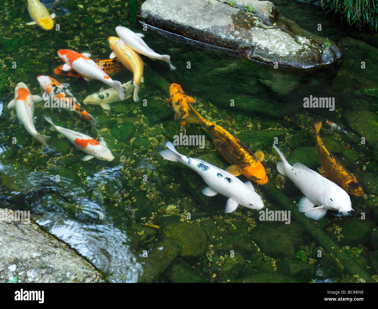 school of fish swimming in the pond Stock Photo - Alamy