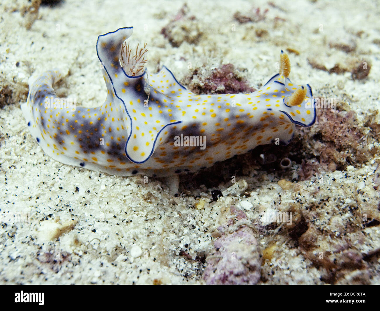 Sea snail underwater hi-res stock photography and images - Alamy