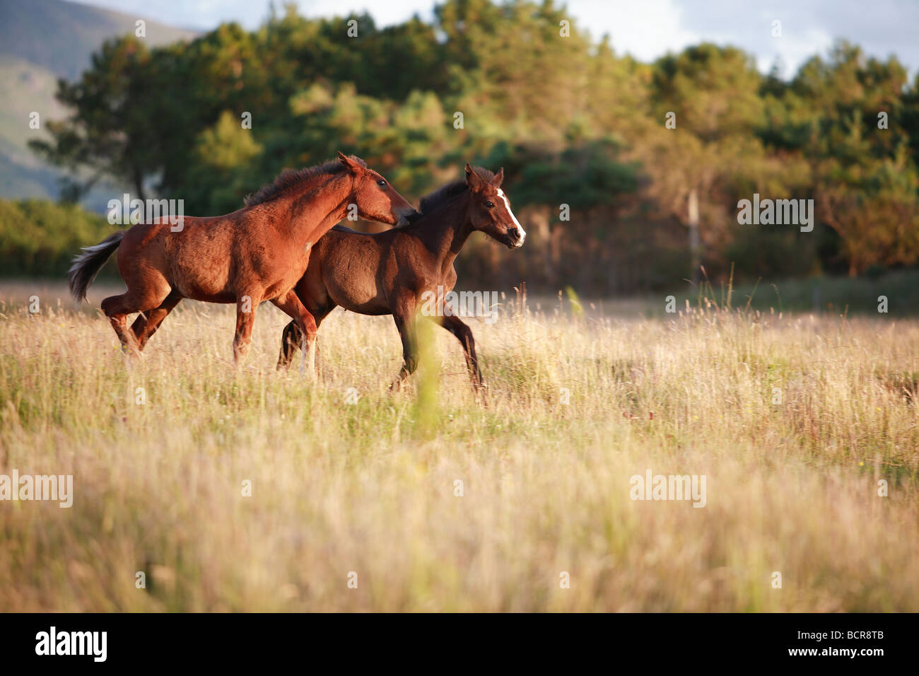 Foals playing on a summers evening . Sligo Ireland Stock Photo - Alamy