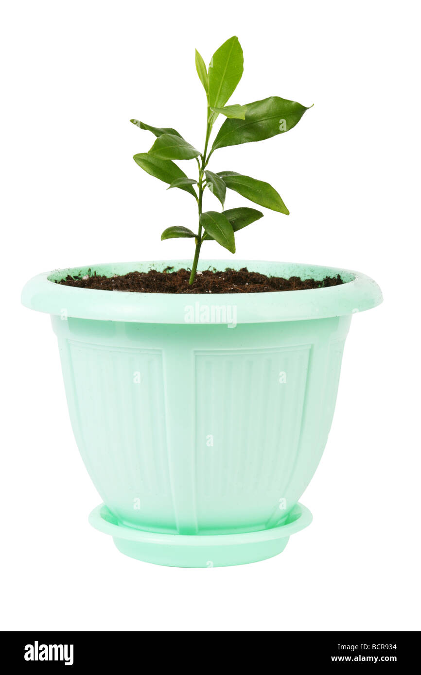 Small plant isolated on a white Stock Photo - Alamy