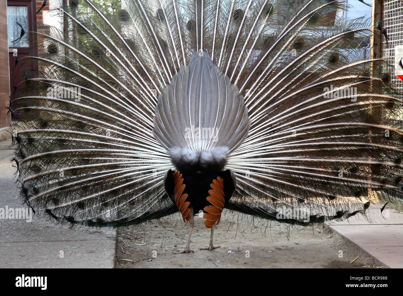 Rear view of Peacock Stock Photo - Alamy