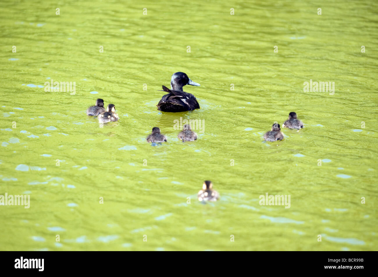 Seven ducklings hi-res stock photography and images - Alamy