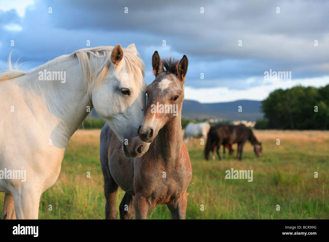 Mare and foal rubbing faces Stock Photo - Alamy