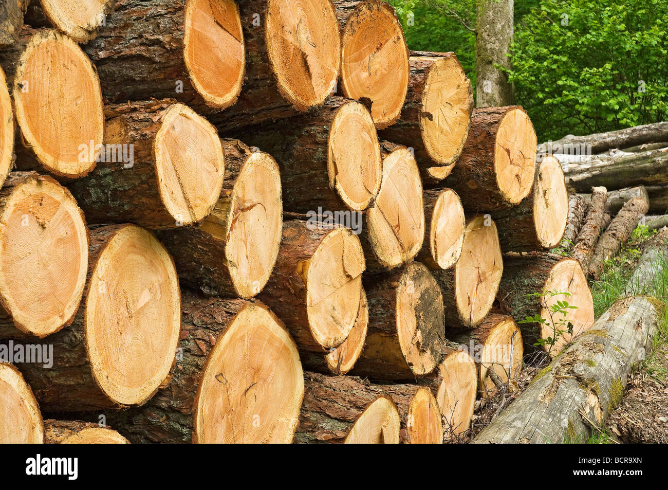 Stack of felled tree trunks cut trees lumber in a forest close up ...