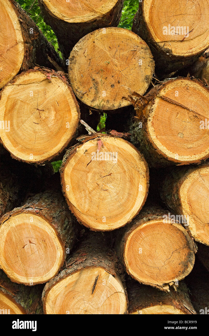 How to cut logs hi-res stock photography and images - Alamy