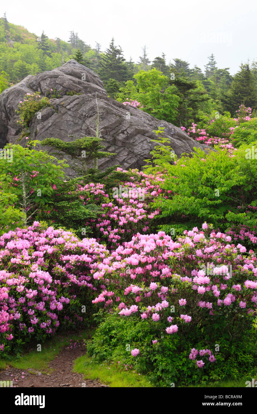 Rhododendron along Appalachian Trail Rhododendron Gap Mount Rogers ...