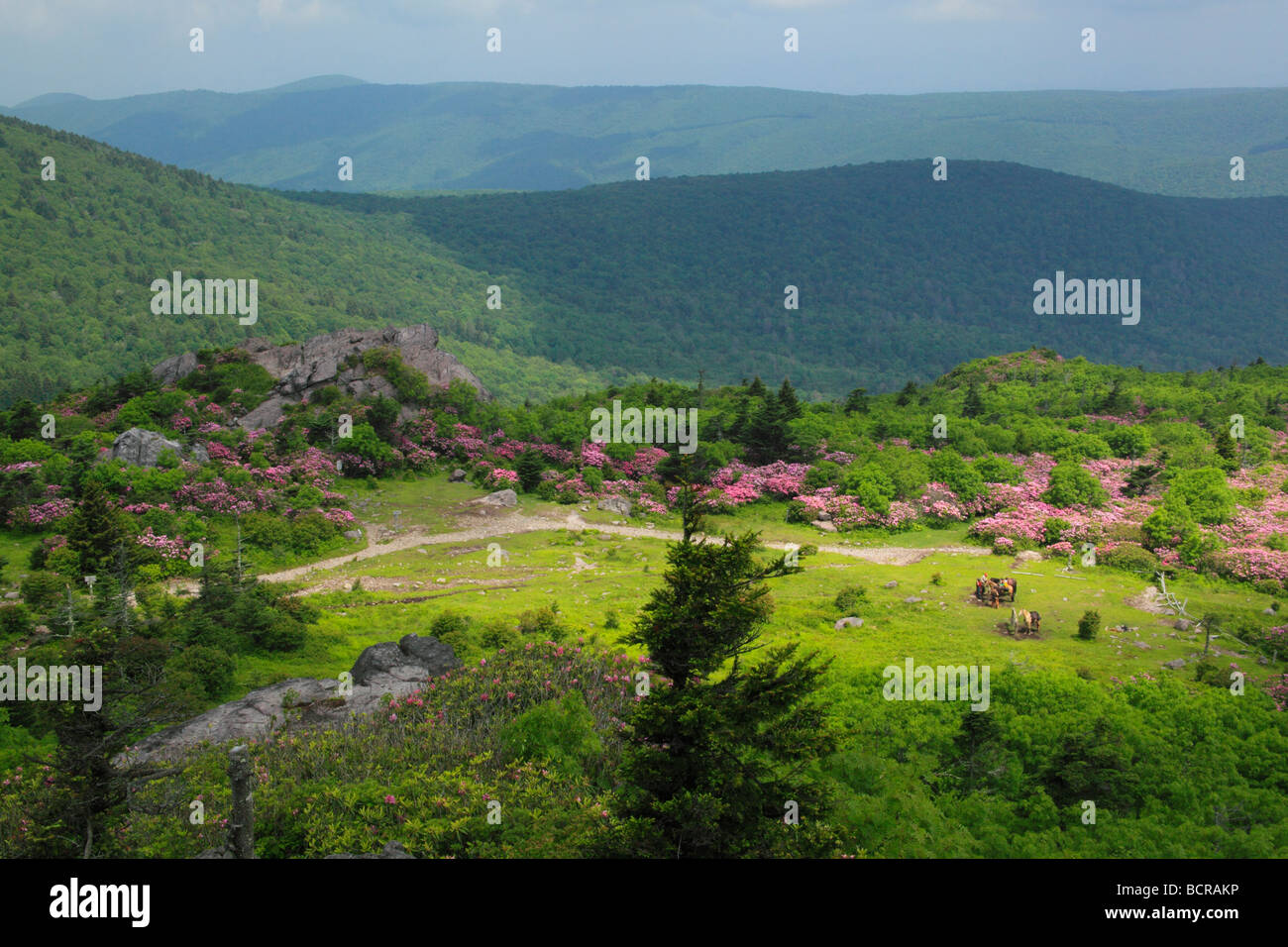 Trail Riders Rhododendron Gap Mount Rogers National Recreation Area ...