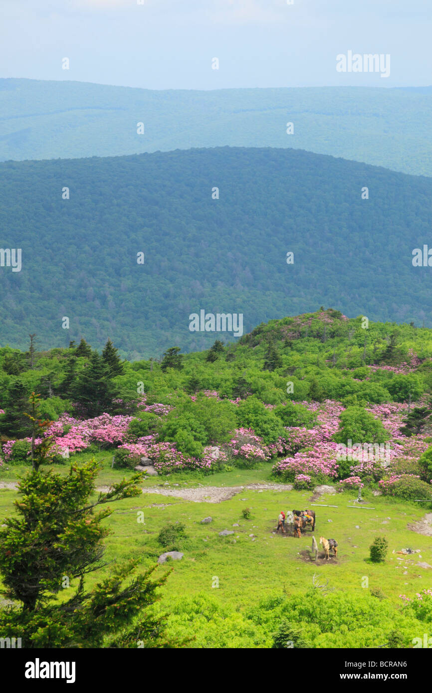 Trail Riders Rhododendron Gap Mount Rogers National Recreation Area ...