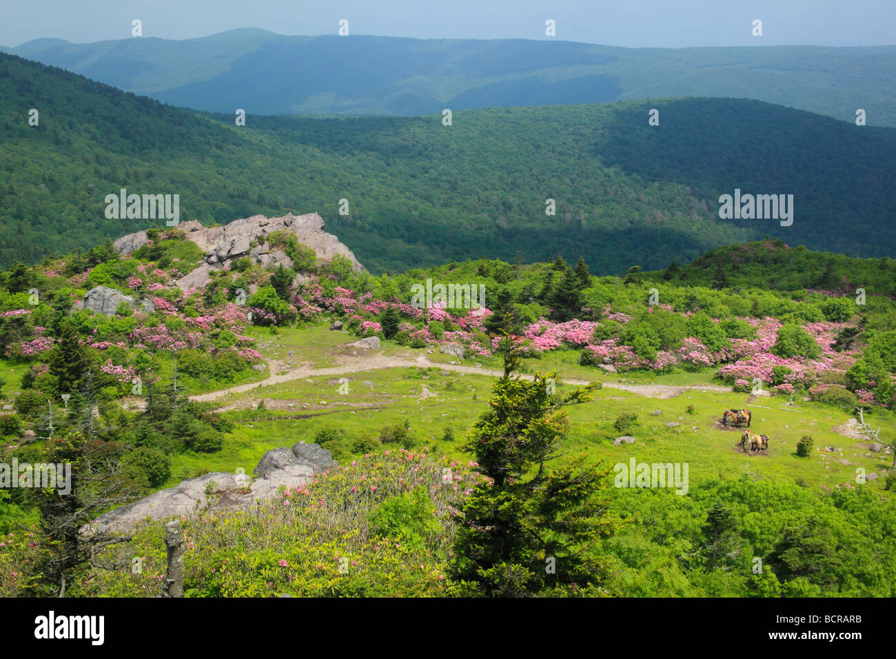 Trail Riders Rhododendron Gap Mount Rogers National Recreation Area ...