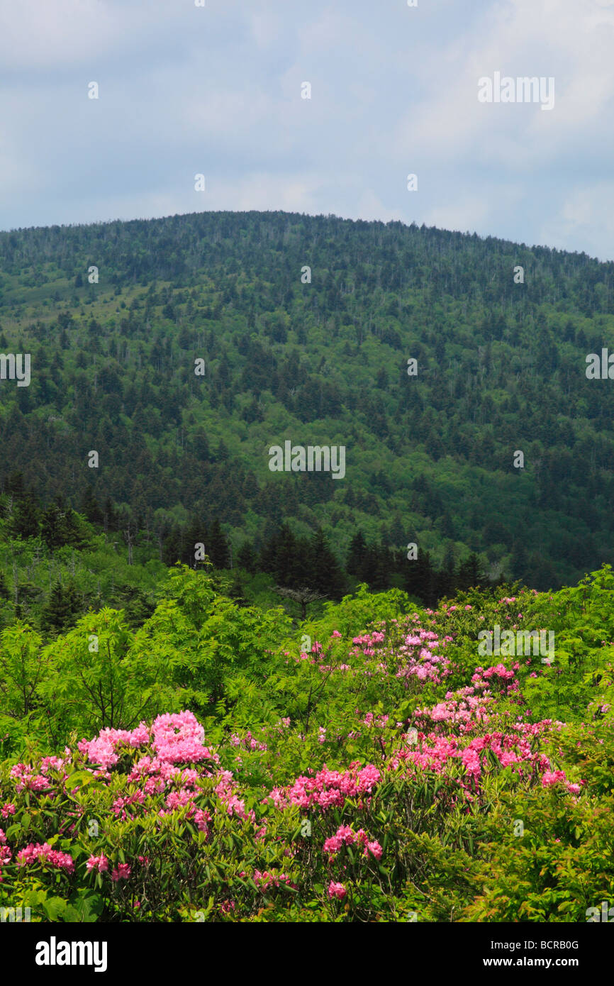Mount rogers national recreation area hi-res stock photography and ...