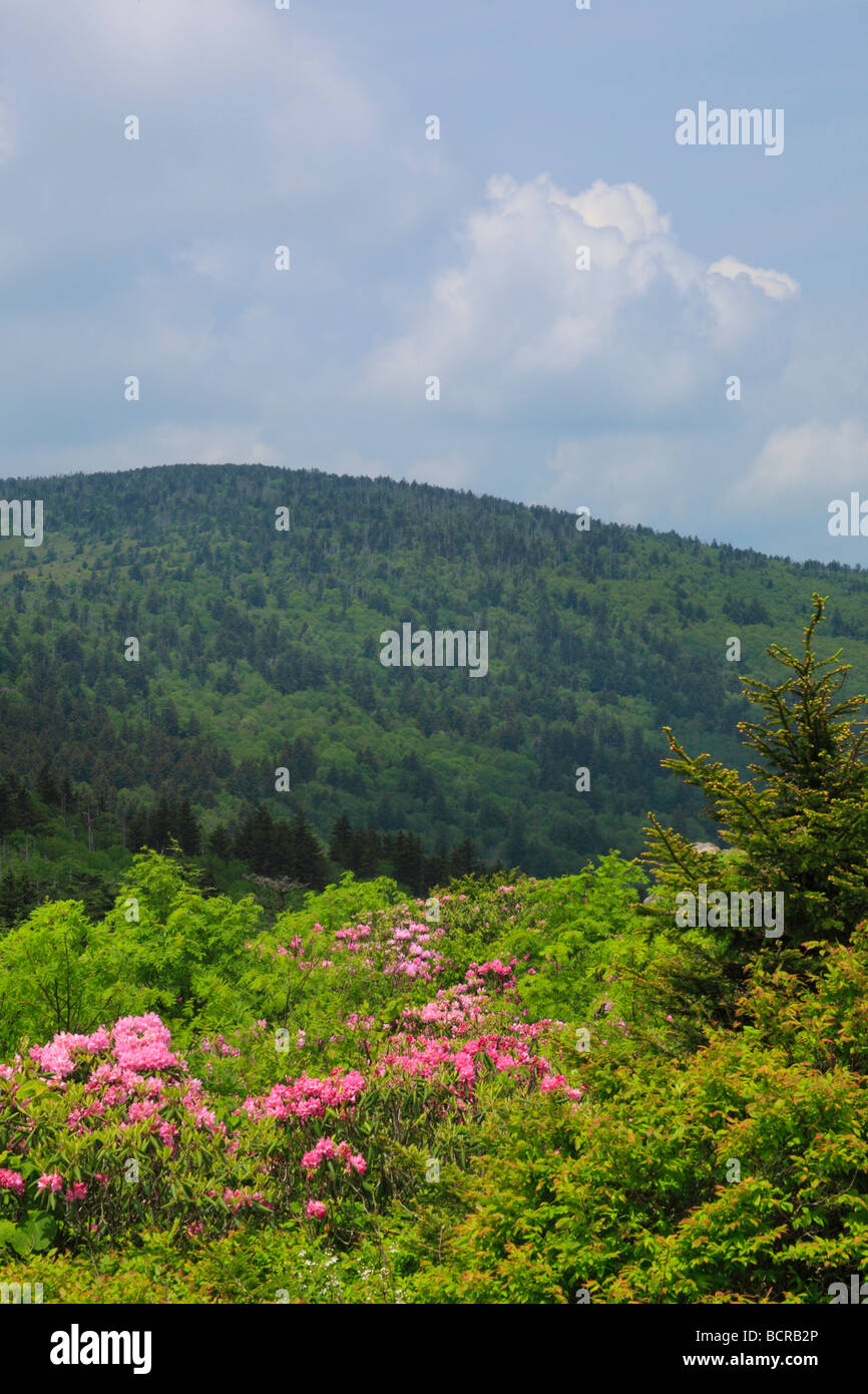 View of Mount Rogers From Appalachian Trail Mount Rogers National ...