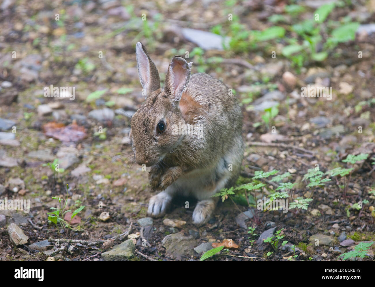 Rabbit camouflage hi-res stock photography and images - Alamy