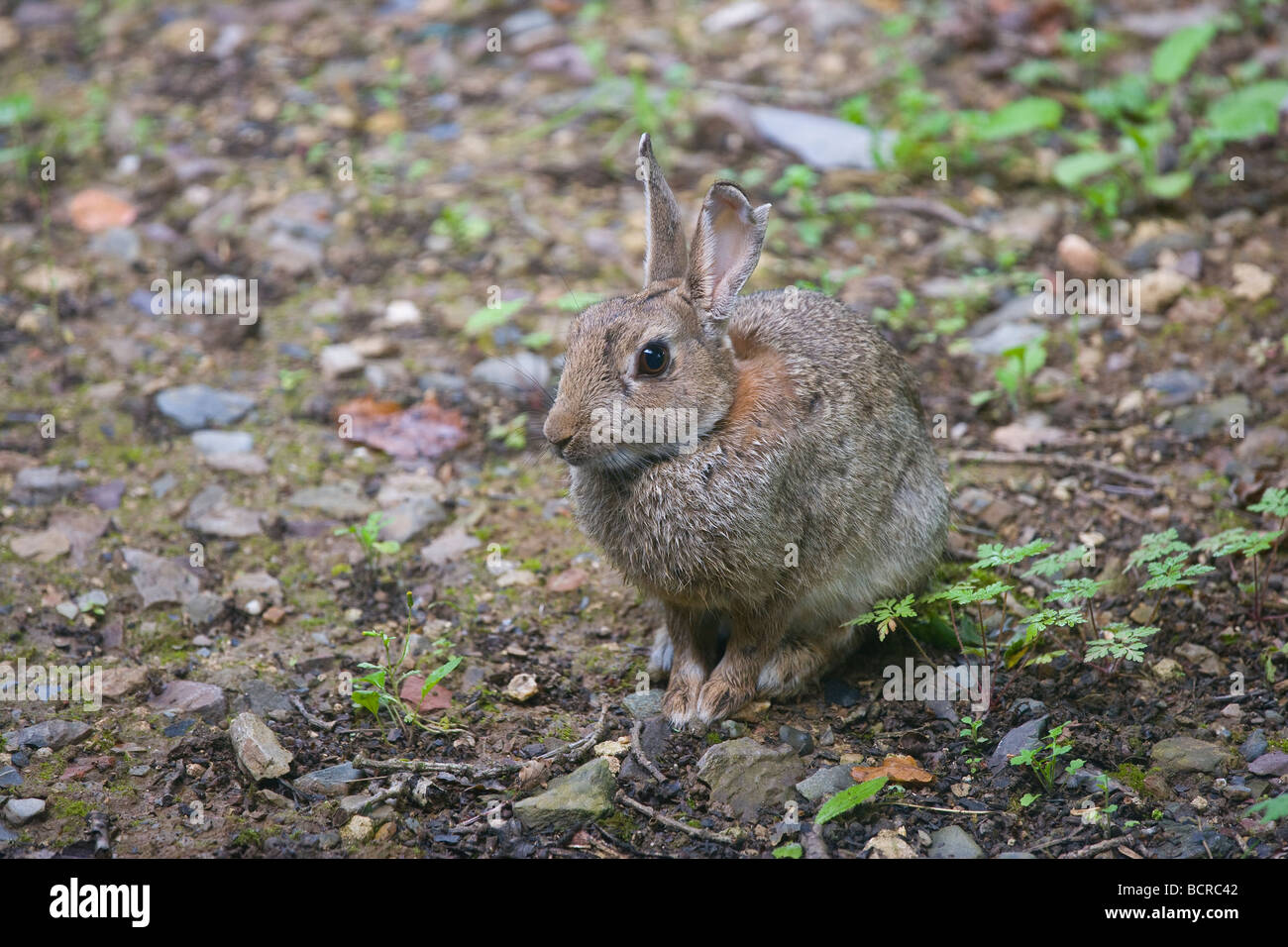 Rabbit camouflage hi-res stock photography and images - Alamy