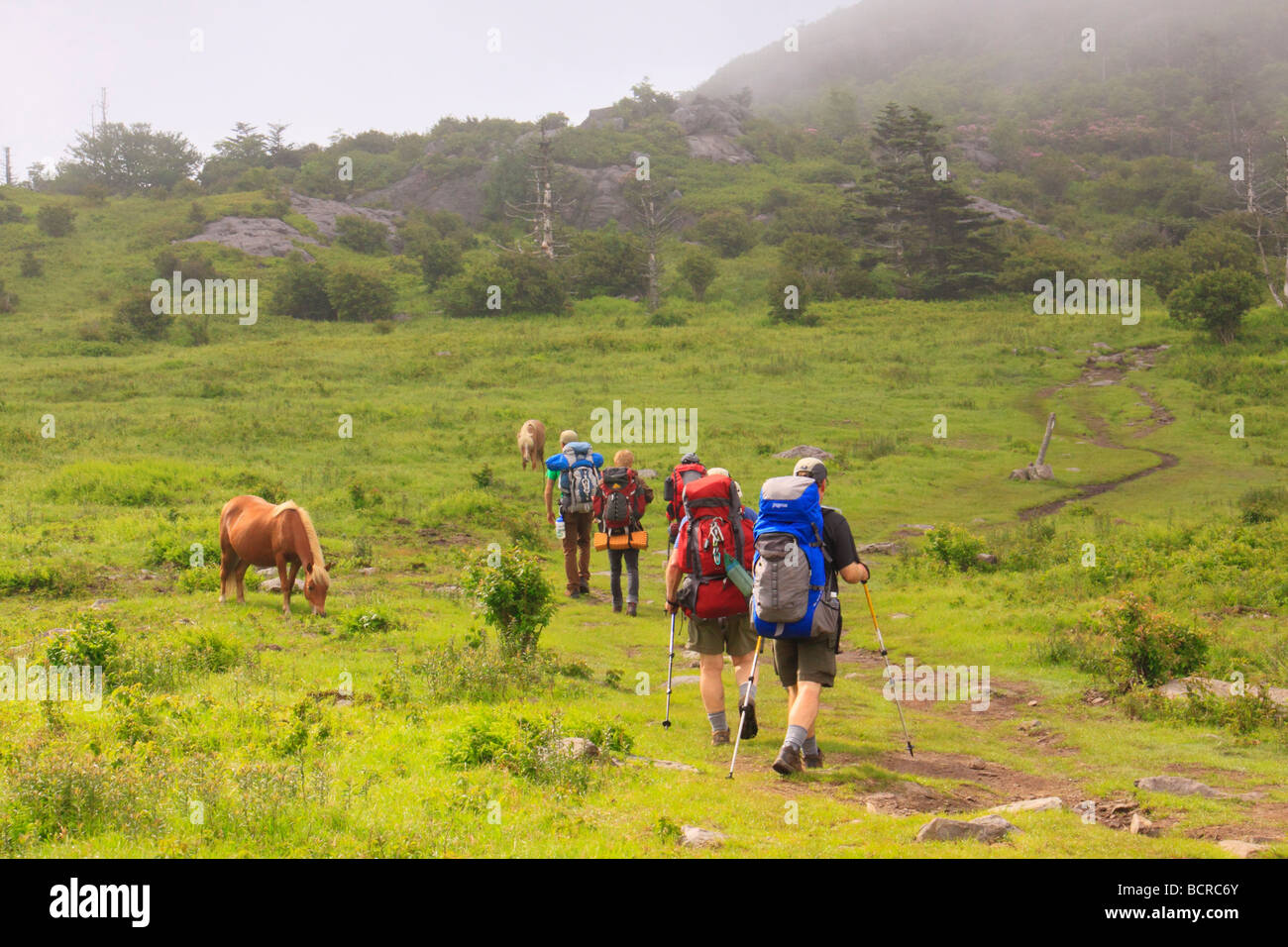 Wild horses and Hikers along Appalachian Trail Mount Rogers National ...
