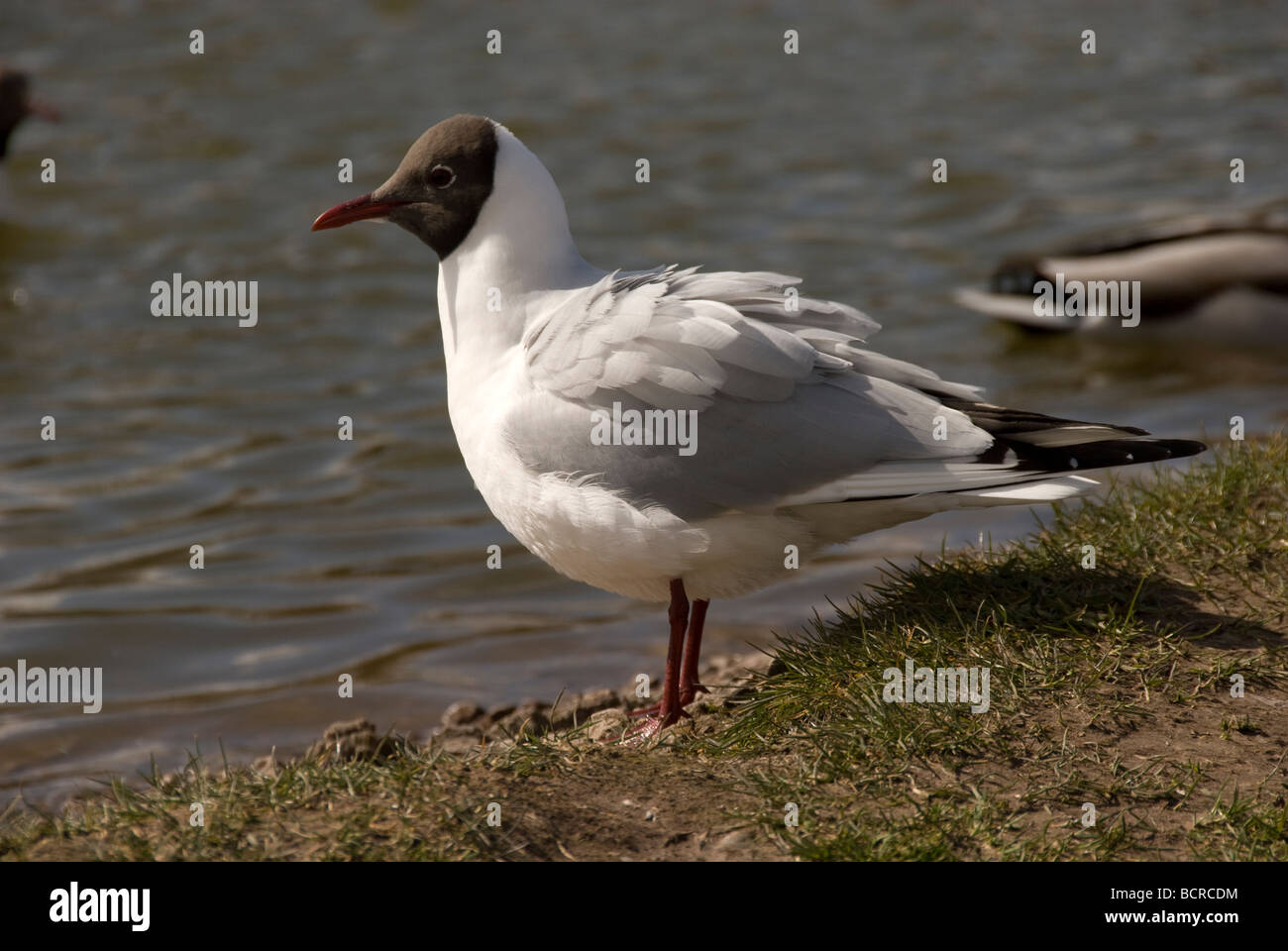 Black Headed Gull Stock Photo - Alamy