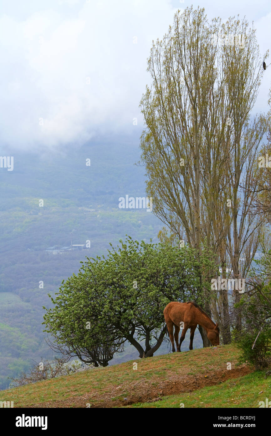 Horse on spring hi-res stock photography and images - Alamy