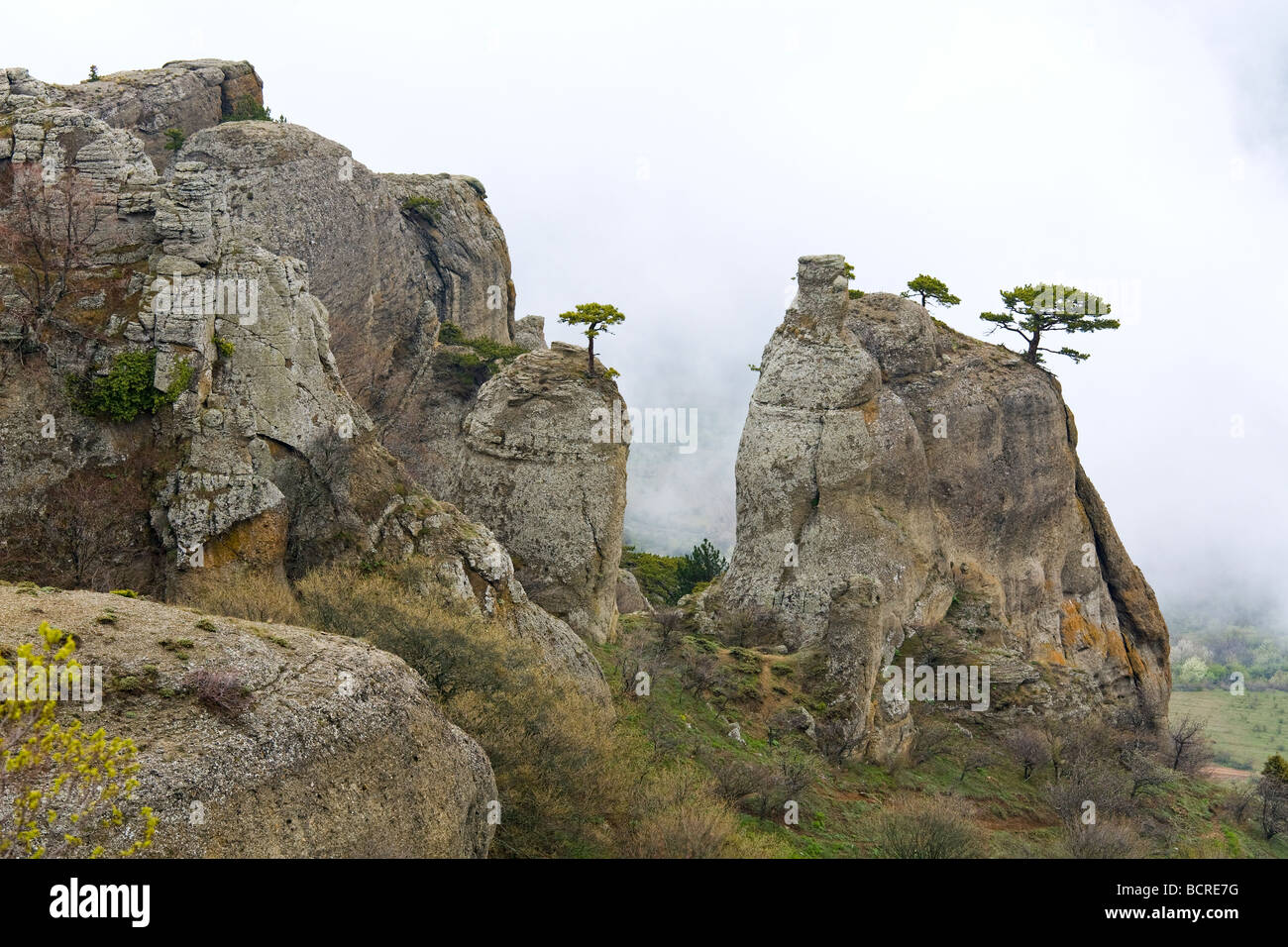 conifer trees on rocks top on misty valley background (Demerdzhi Mount ...