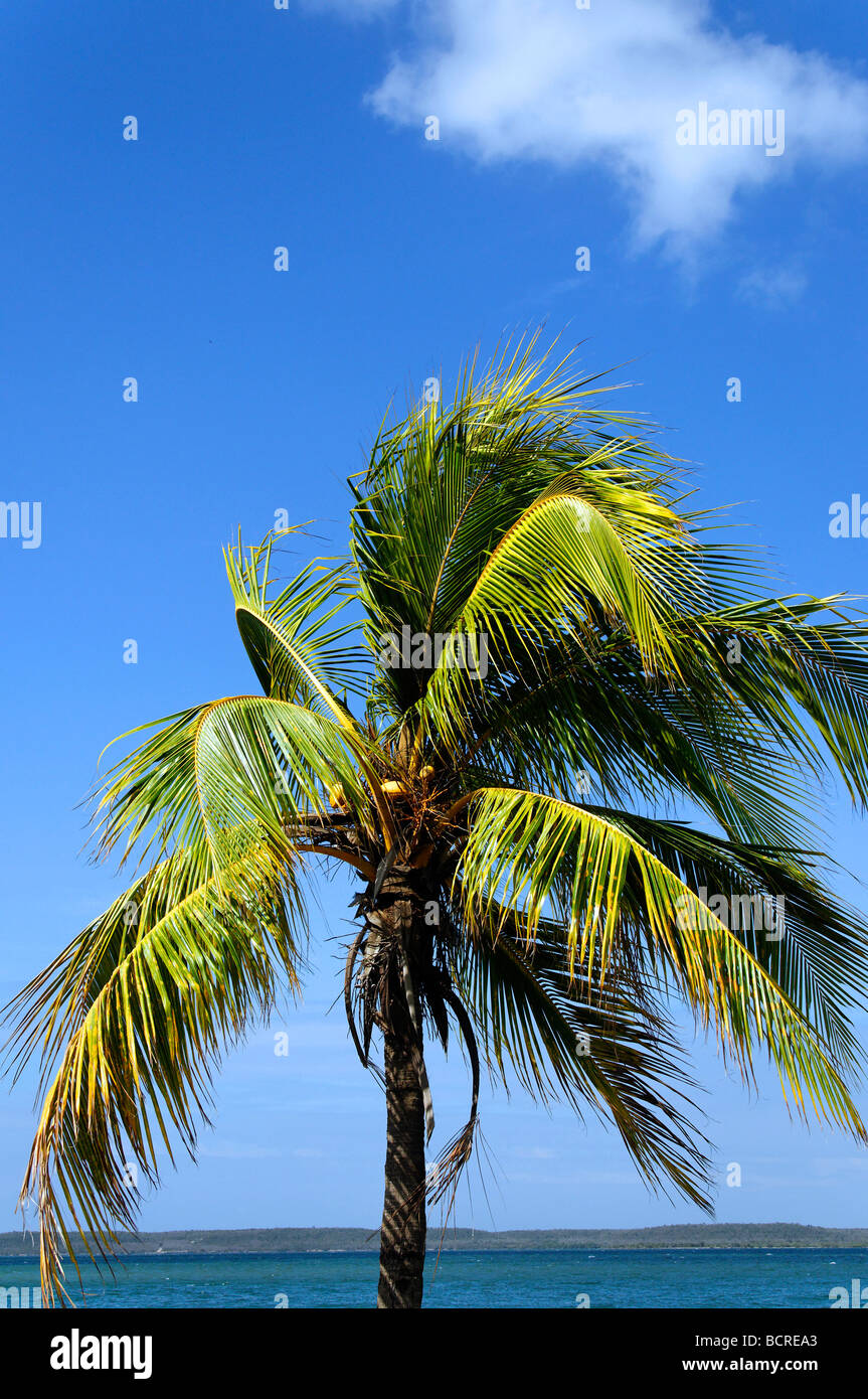 Cuba tree hi-res stock photography and images - Alamy