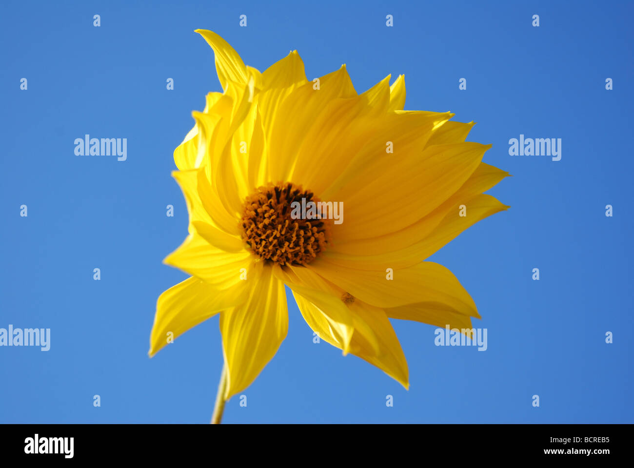 Big daisy hi-res stock photography and images - Alamy