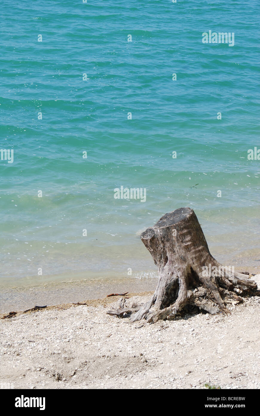 death tree stump loneliness Stock Photo - Alamy