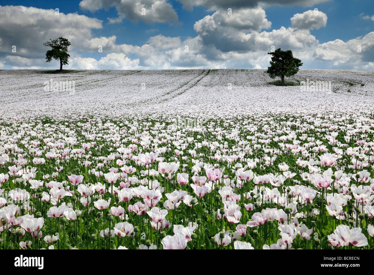 Upton grey hi-res stock photography and images - Alamy