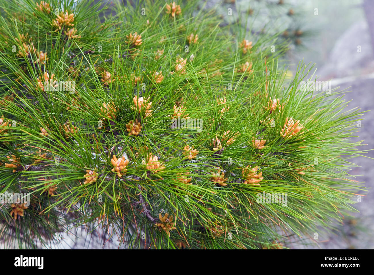 twigs of pine conifer tree with cones (nature background Stock Photo ...