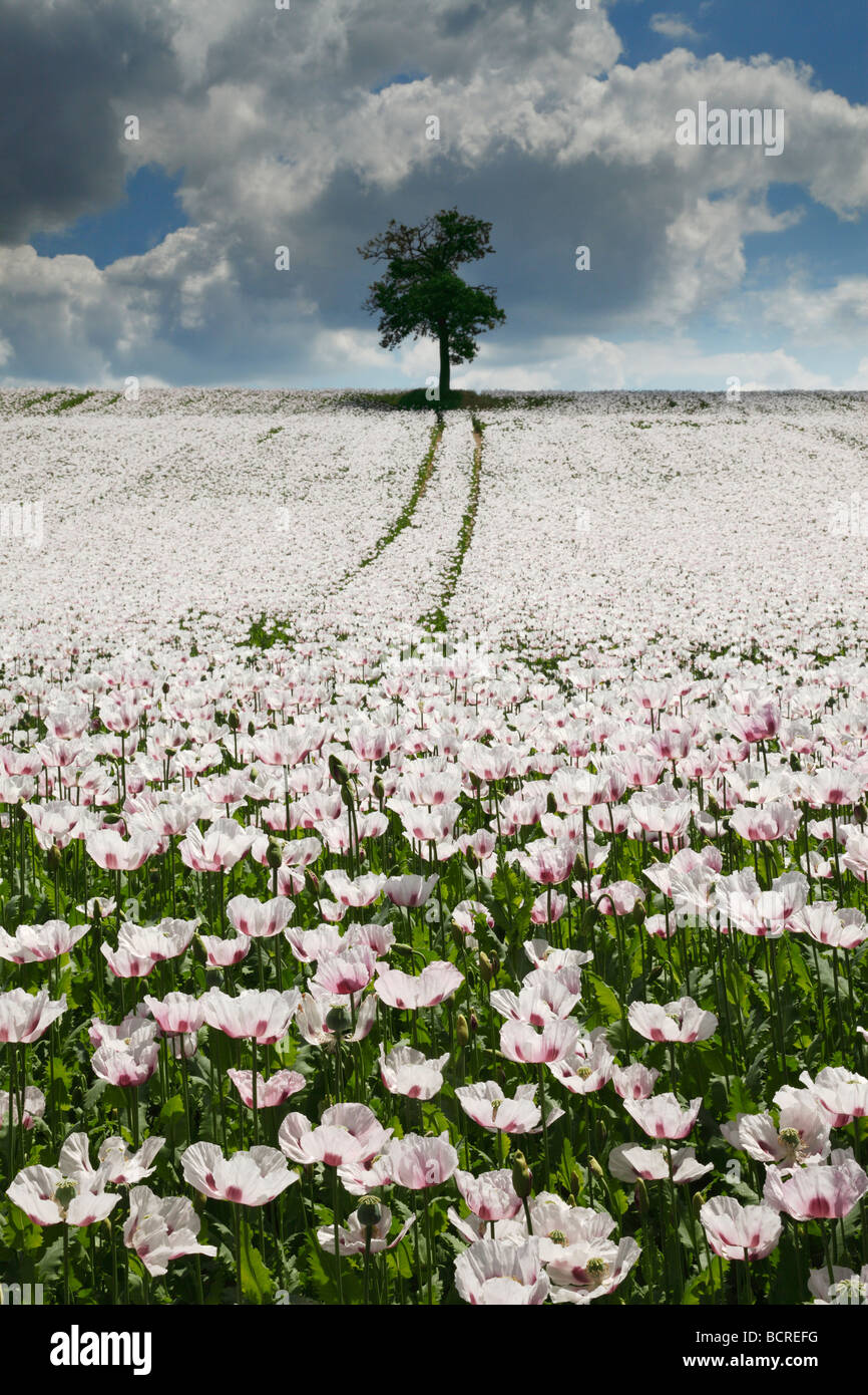 Upton grey hi-res stock photography and images - Alamy