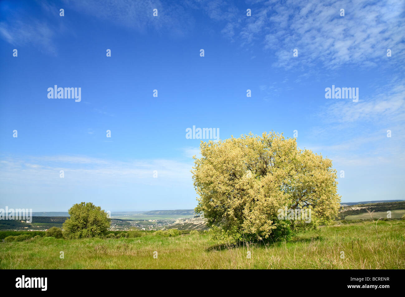 blossom spring lonely tree on sky background Stock Photo - Alamy